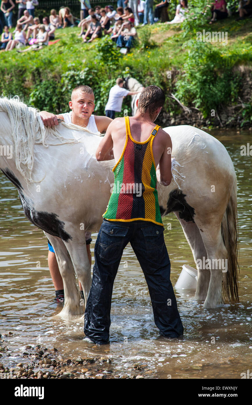 Two young men washing horses in the river during Appleby Horse Fair ...