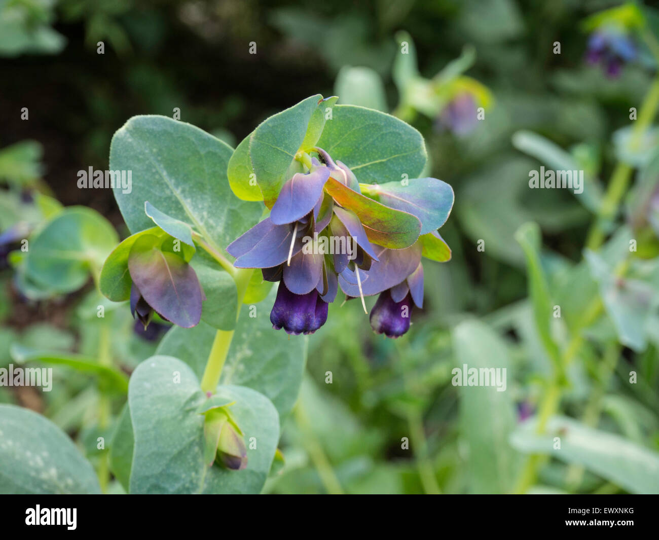 Cerinthe major purpurescens hi-res stock photography and images - Alamy