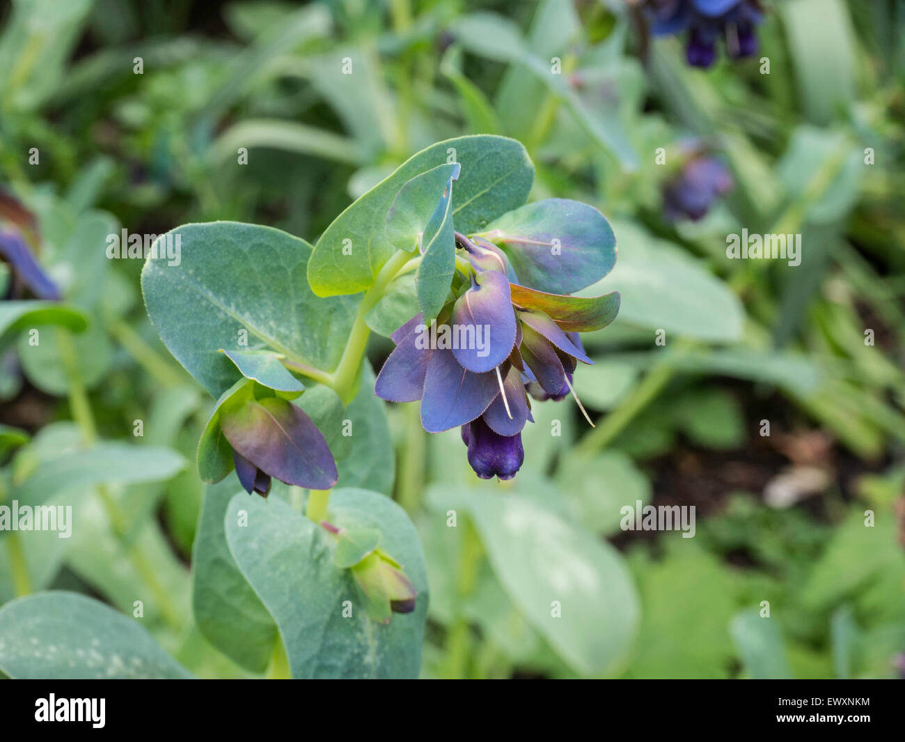 Purascens hi-res stock photography and images - Alamy