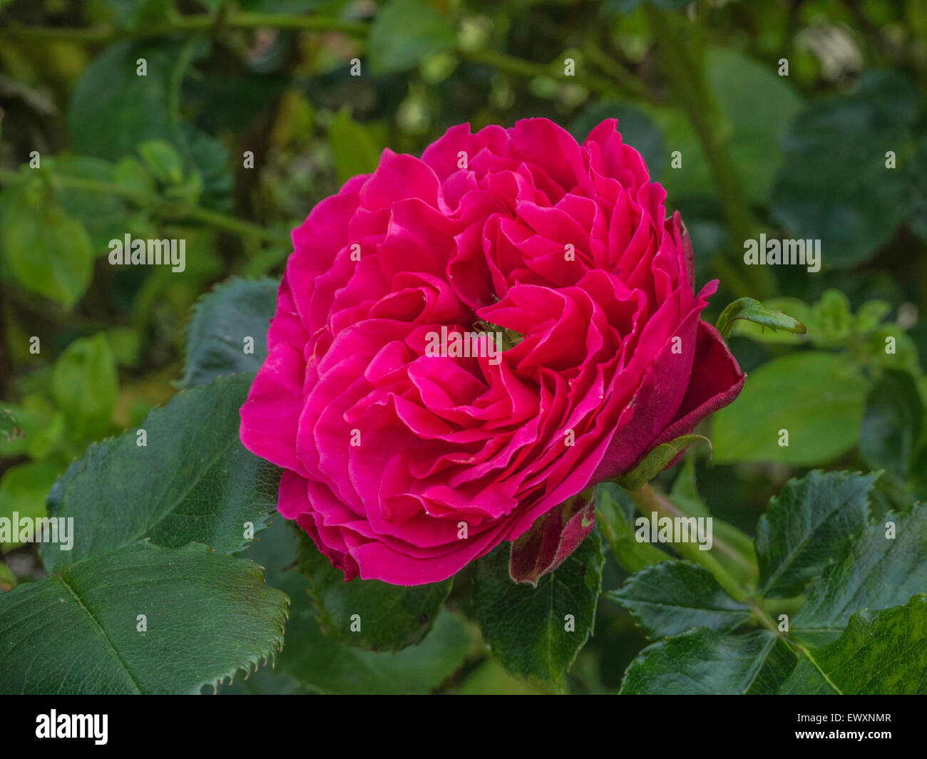 Starlight express hi-res stock photography and images - Alamy