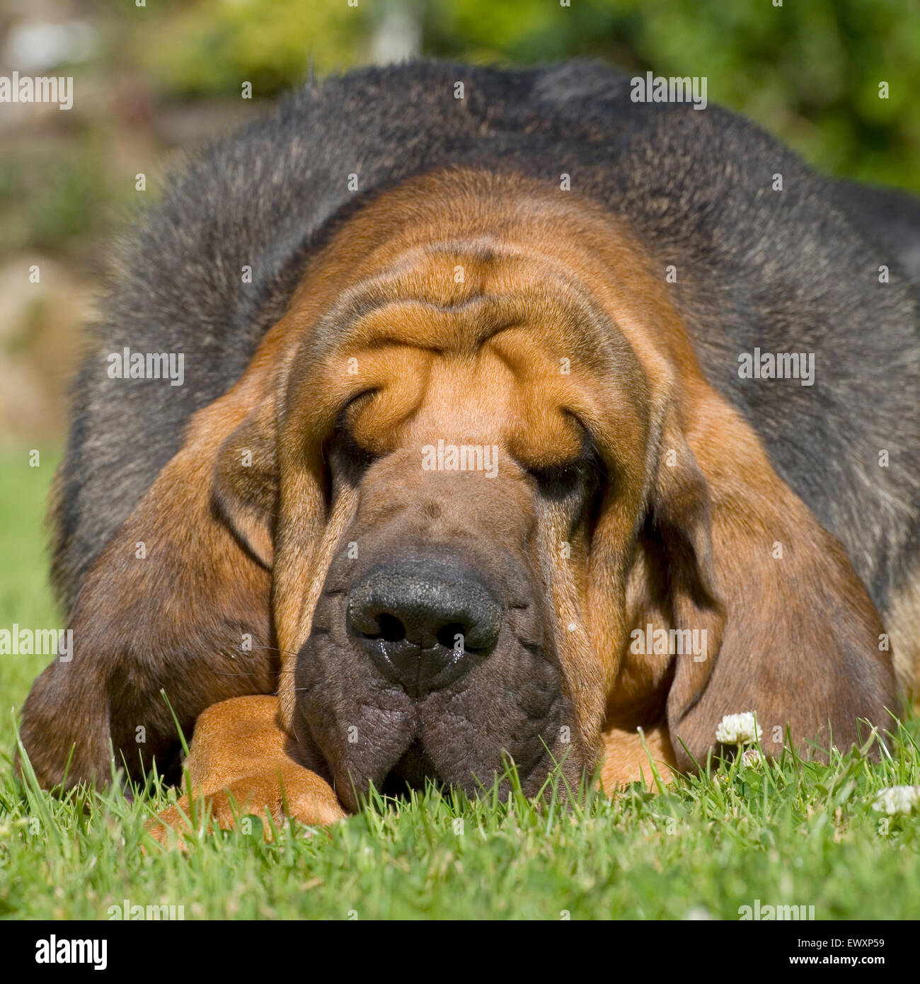 Bloodhound Lying Down High Resolution Stock Photography and Images - Alamy