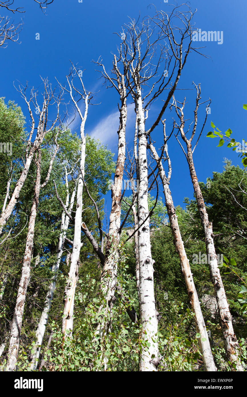 Silver birch trees on Fern Lake Trail, Rocky Mountain National Park ...