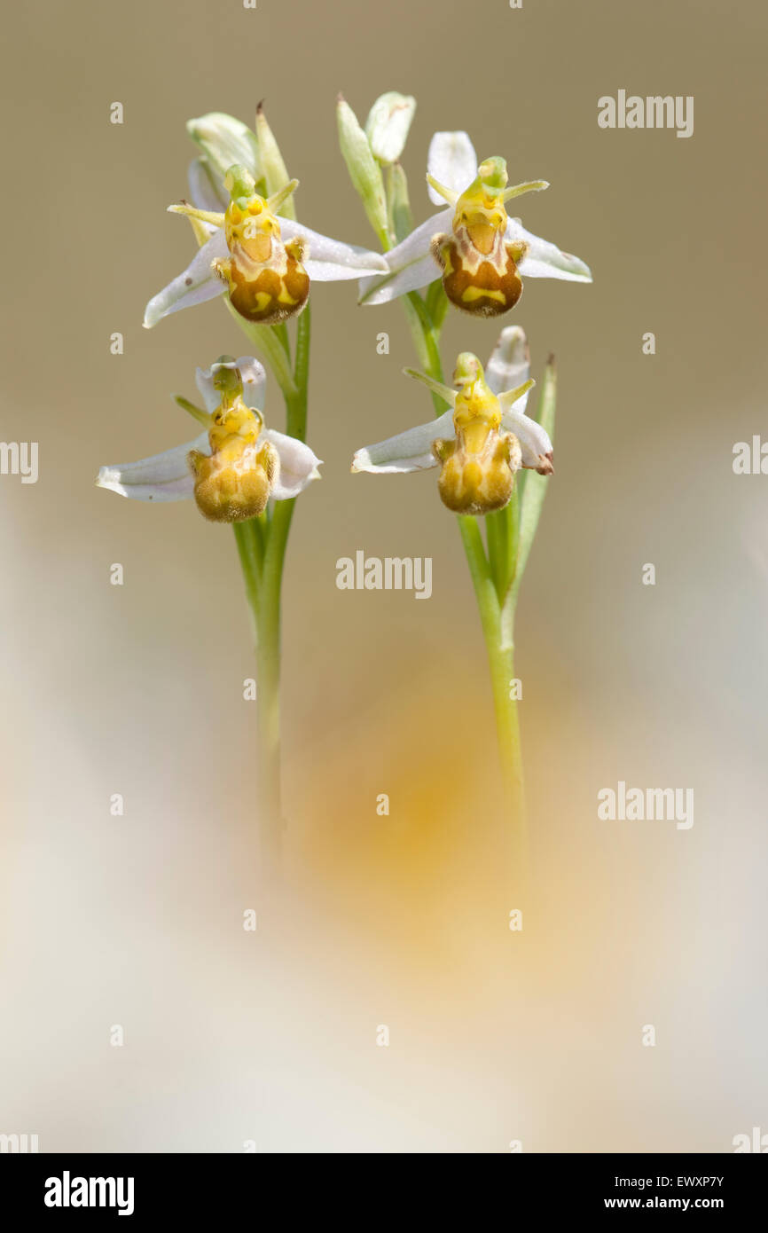 Bee Orchids,Ophrys apifera variant chlorantha flowering on The South ...