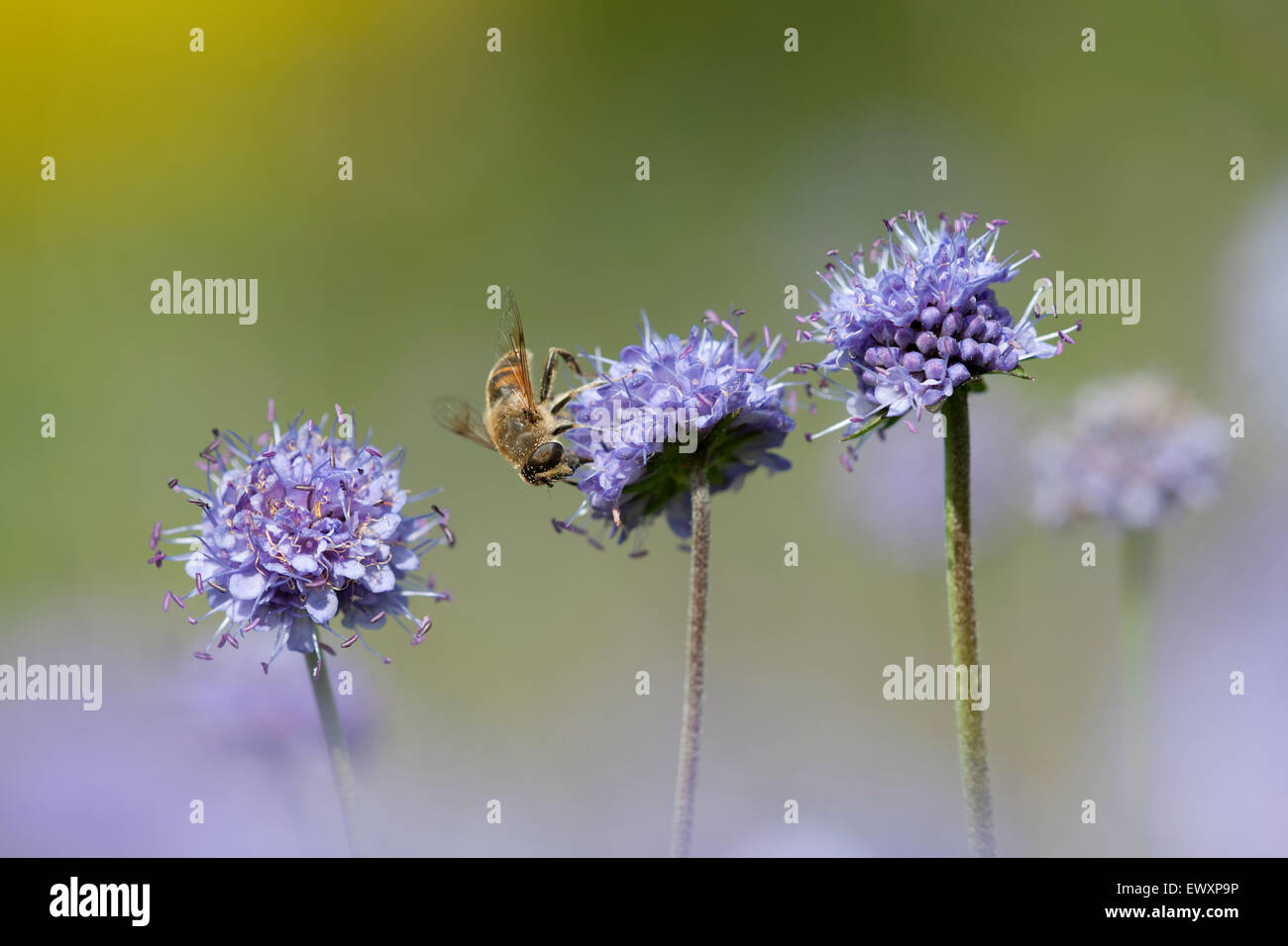 Devil's-bit Scabious,Succisa pratensis flowering on chalk grassland on ...