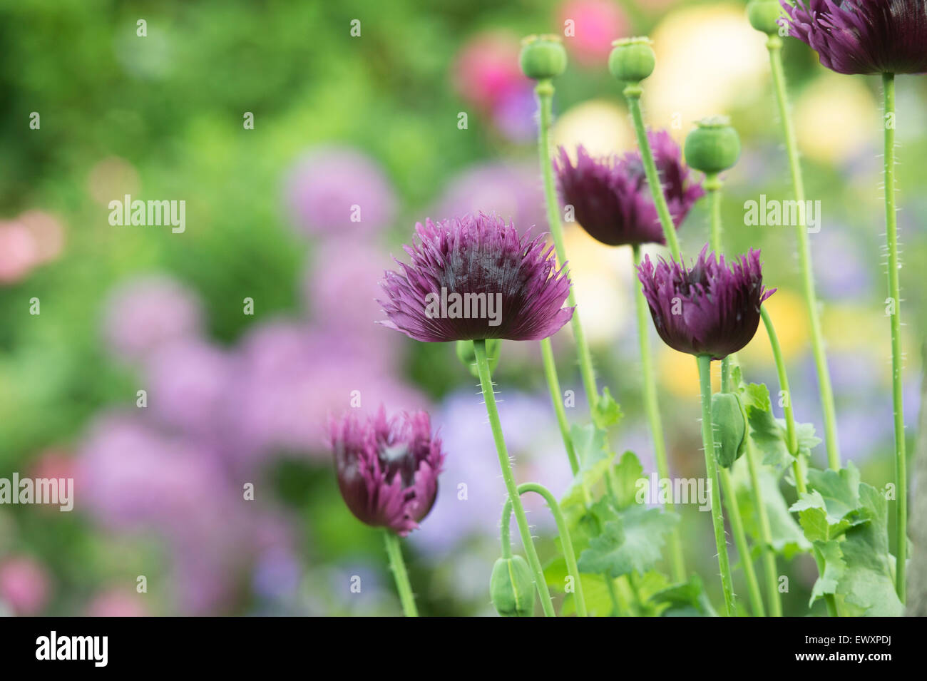 Fringed Papaver somniferum poppies in an english garden Stock Photo - Alamy