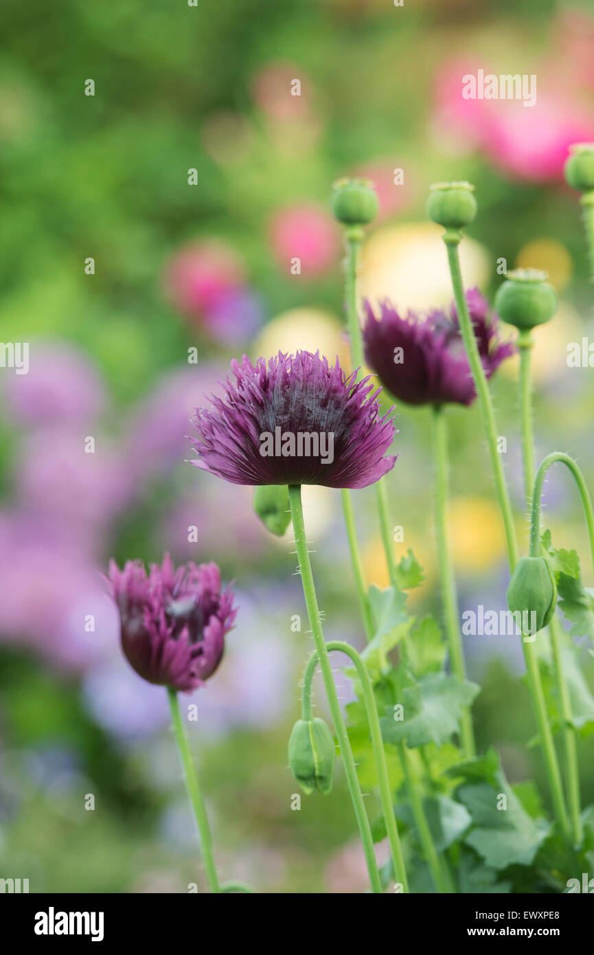 Fringed Papaver Somniferum Poppies in an english garden Stock Photo - Alamy