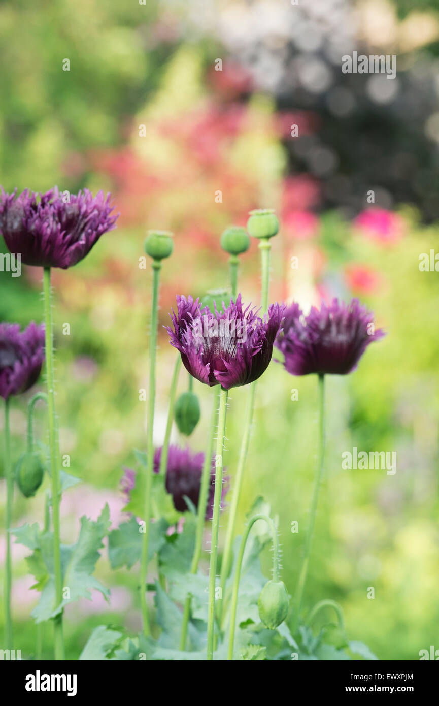 Fringed Papaver Somniferum Poppies in an english garden Stock Photo - Alamy