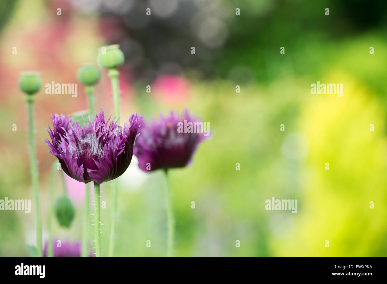Fringed Papaver somniferum poppies in an english garden Stock Photo - Alamy