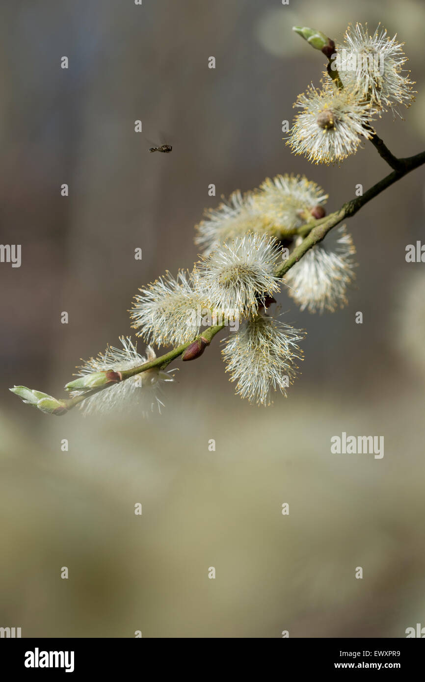 Spring Goat Willow Catkins,Salix caprea,Great Britain Stock Photo - Alamy