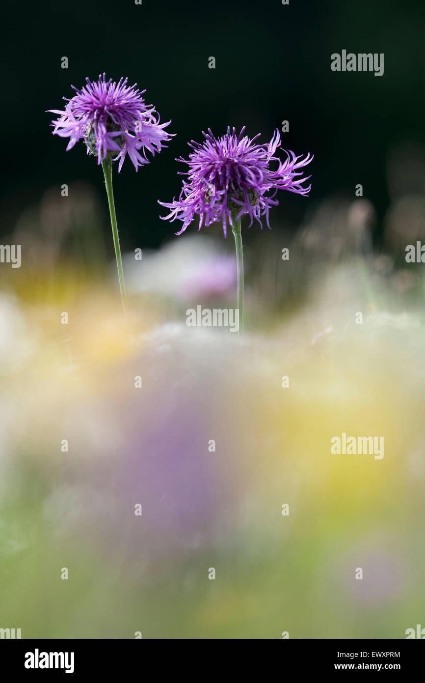 Greater Knapweed,Centaurea scabiosa flowering on chalk grassland in ...