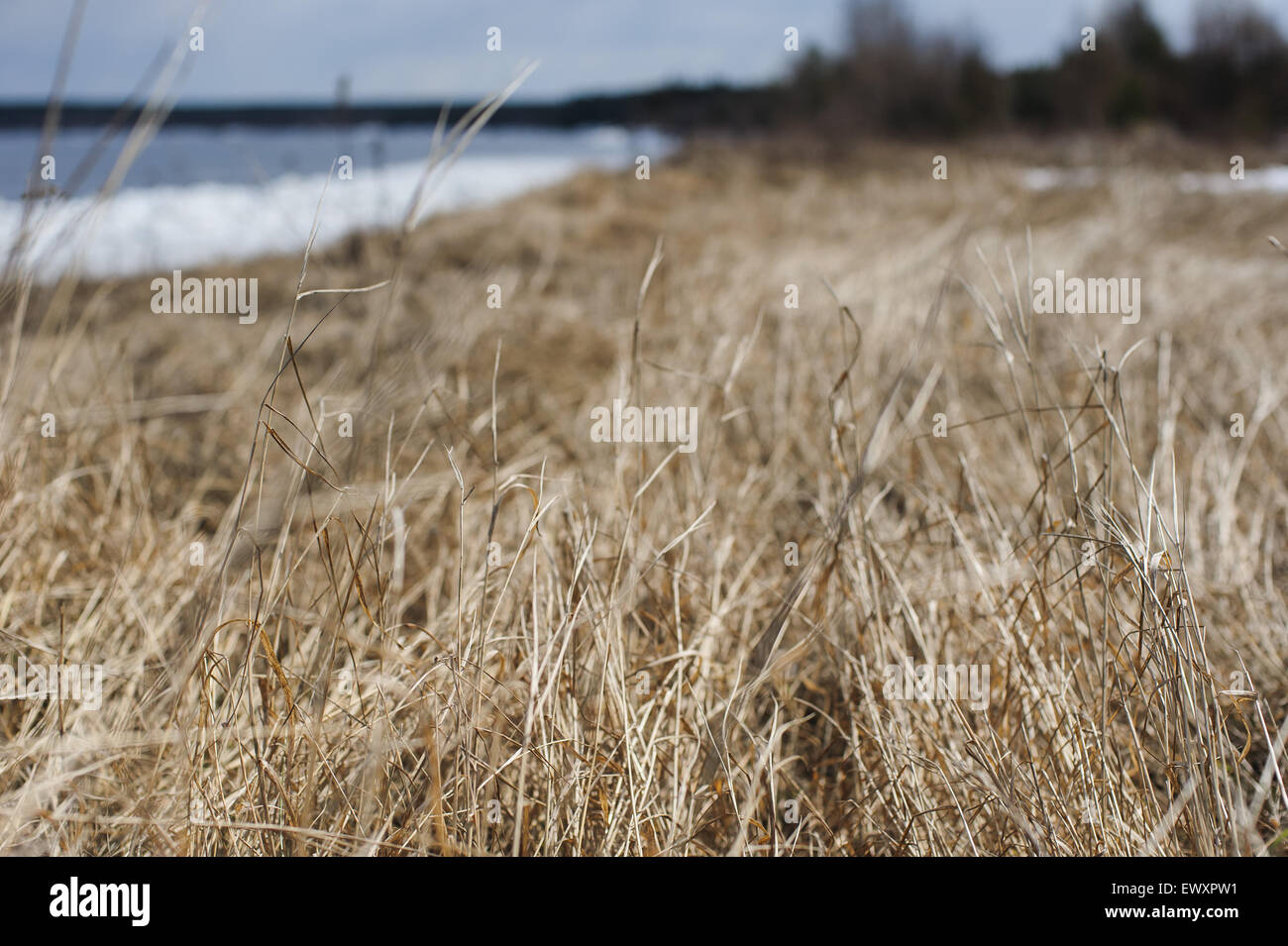 Long dried grass hi-res stock photography and images - Alamy