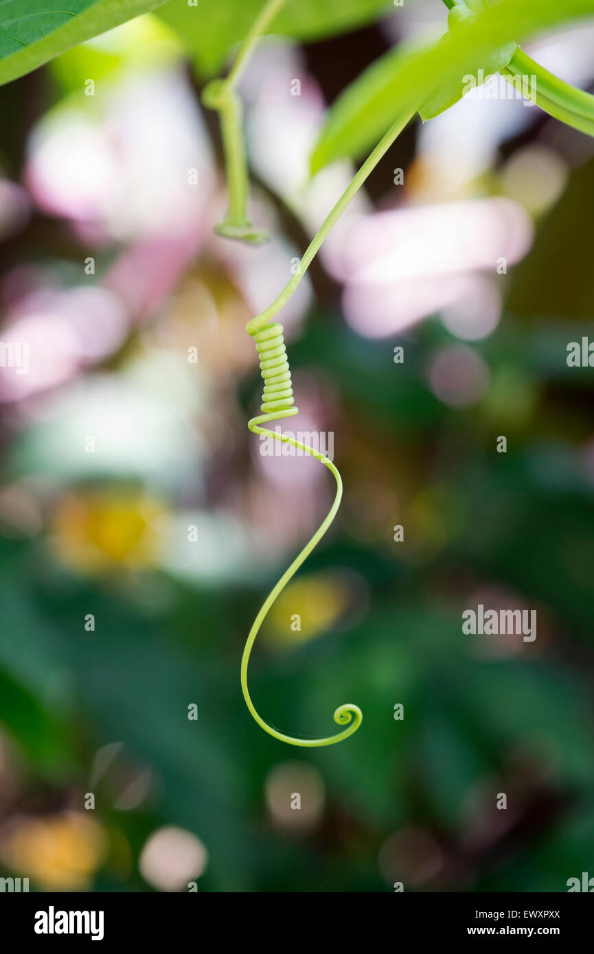 Passiflora quadrangularism. Giant granadilla tendril Stock Photo - Alamy