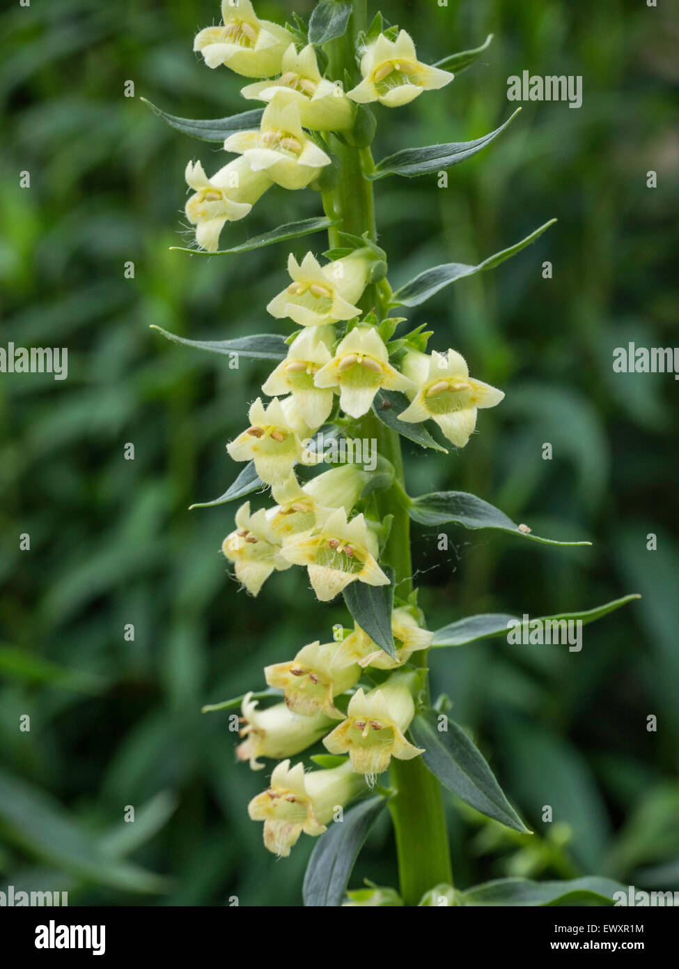 Digitalis ciliata flower spike Stock Photo - Alamy