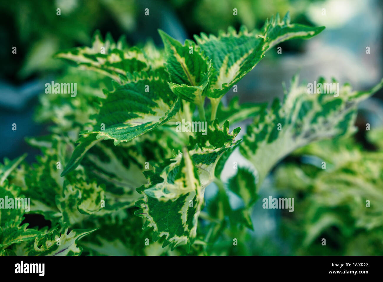 Nigeria's garden flower spaces seen in Abuja near airport road Stock ...