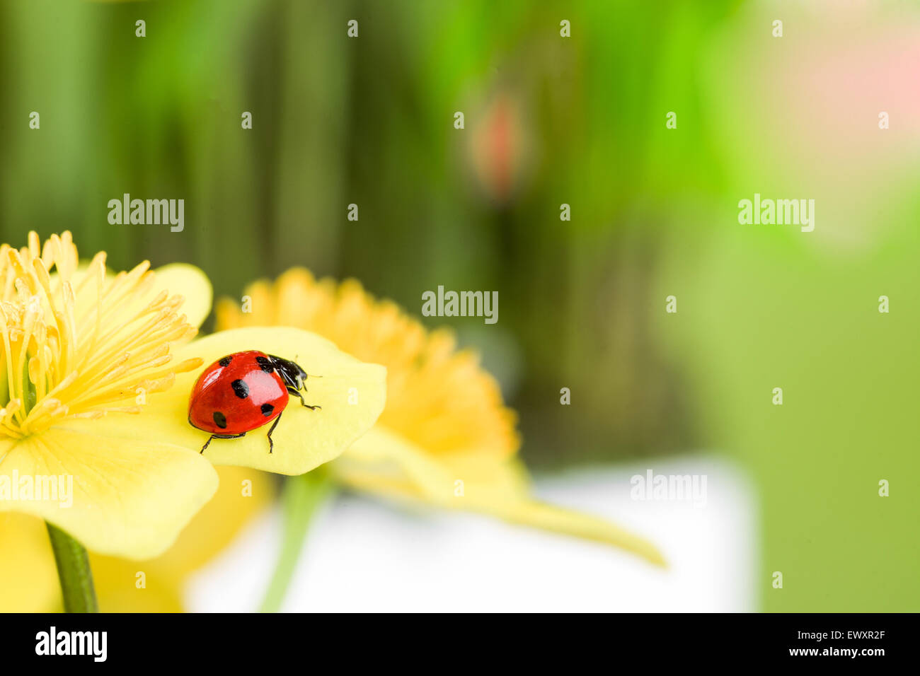 Sun flower background hi-res stock photography and images - Alamy