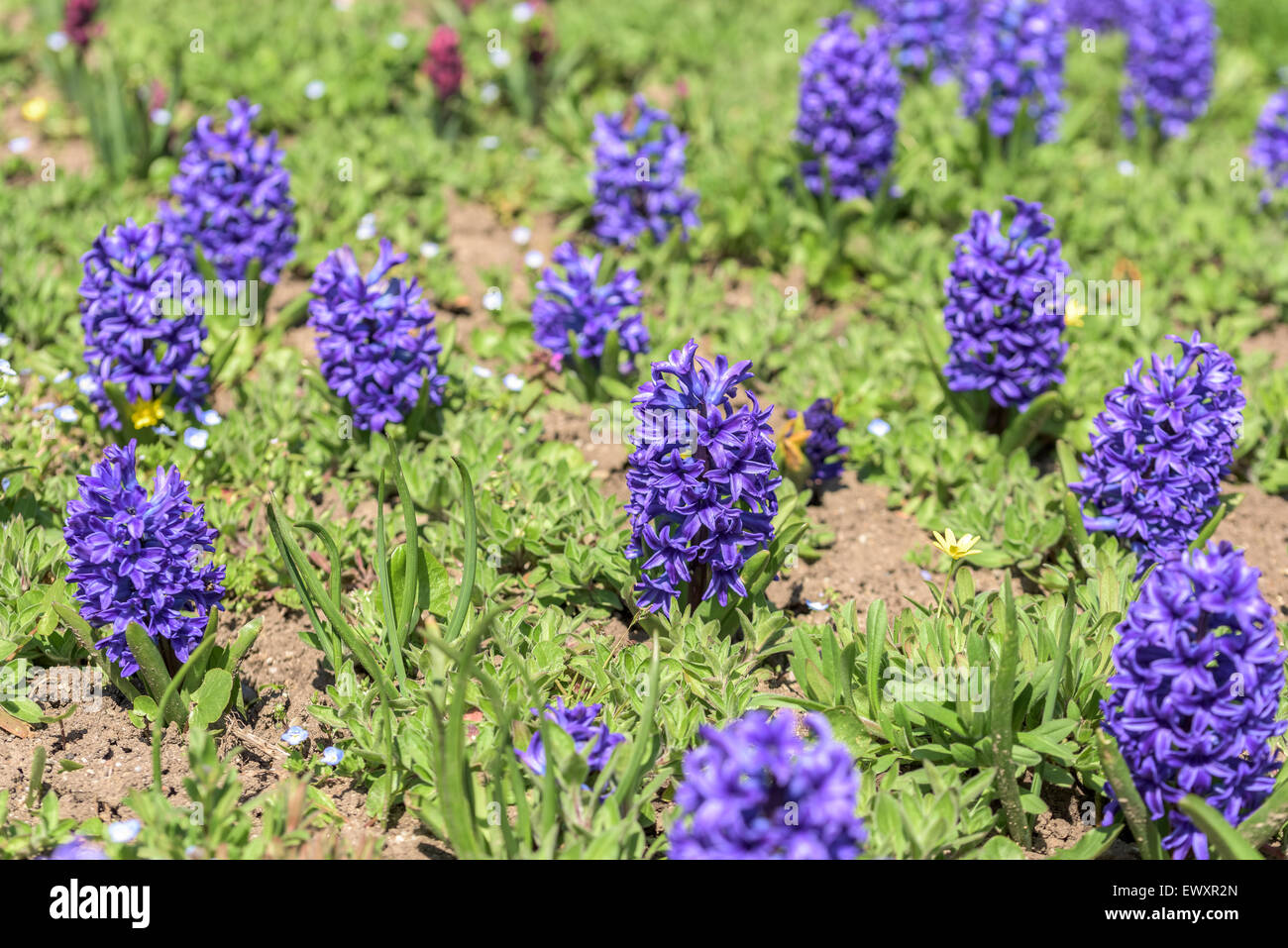 Common Hyacinth Flowers Garden In Spring Stock Photo - Alamy