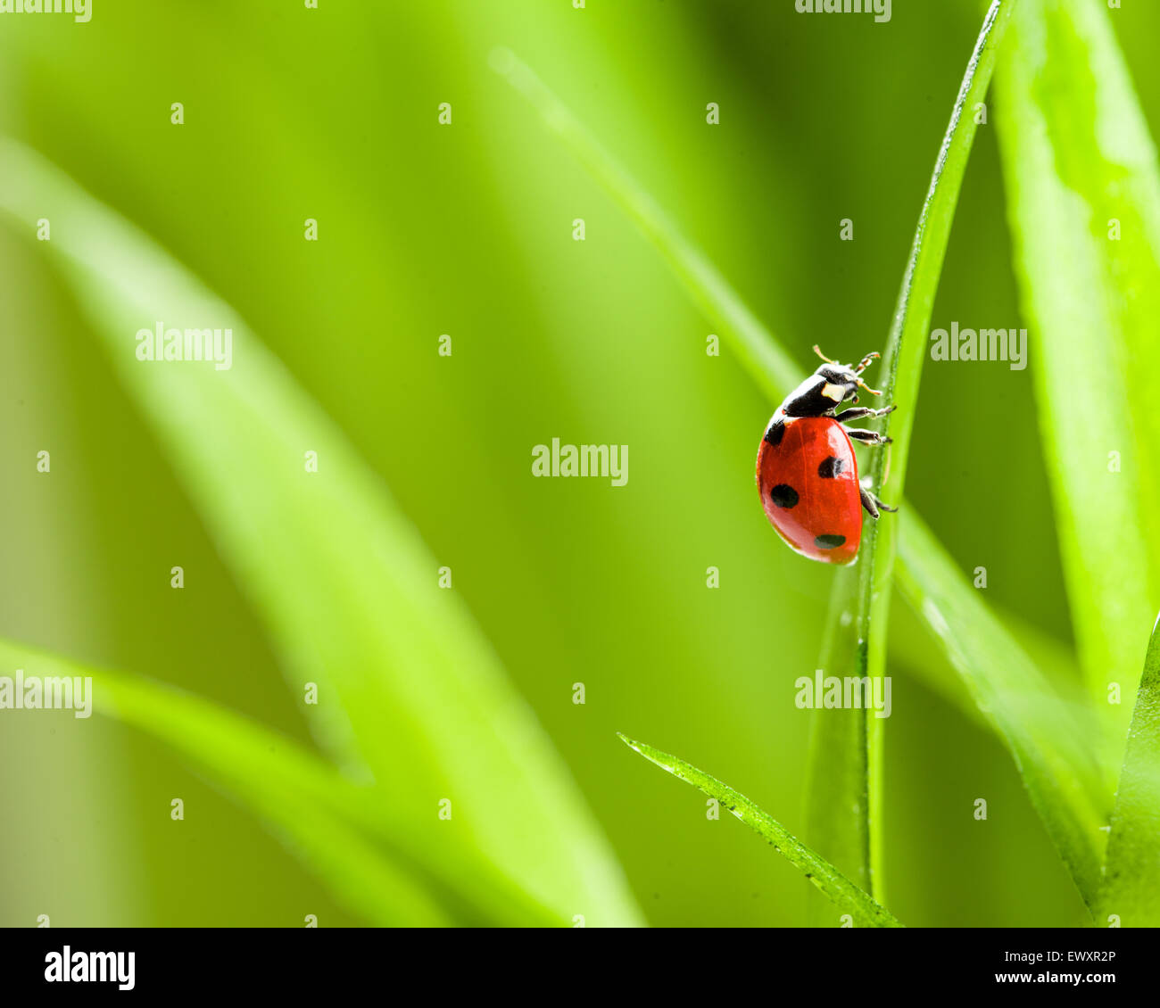 Green background tiny bug hi-res stock photography and images - Alamy