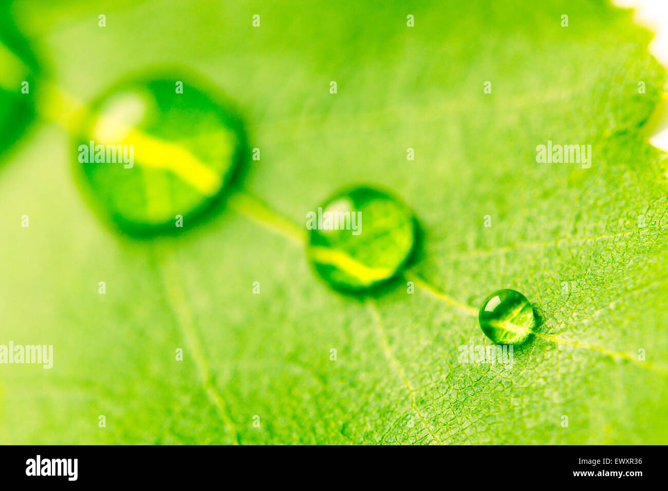 Water drop on leaf Stock Photo - Alamy