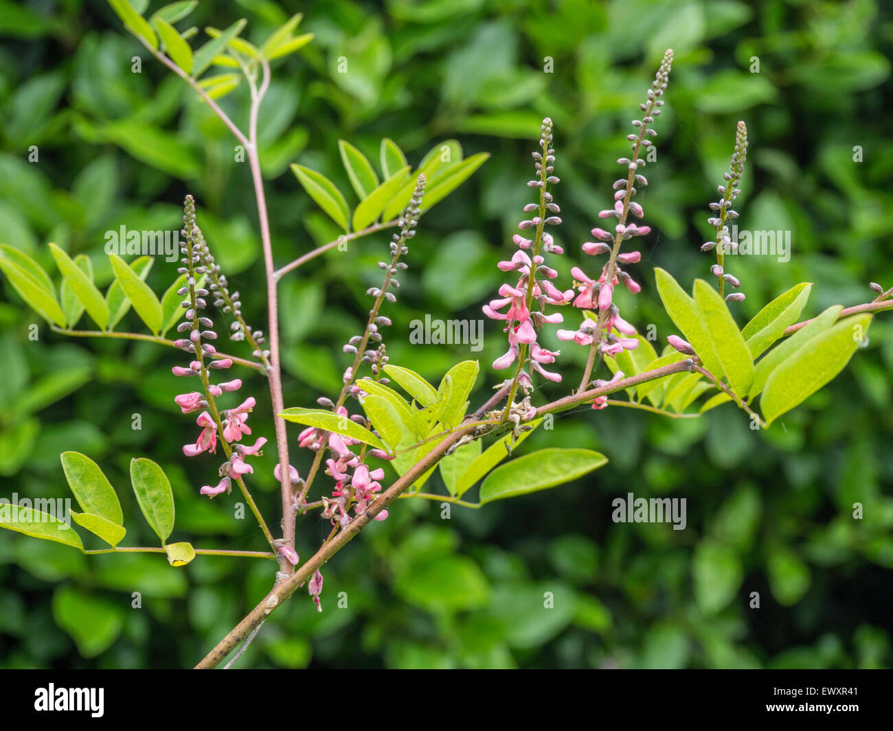 Indigofera hi-res stock photography and images - Alamy