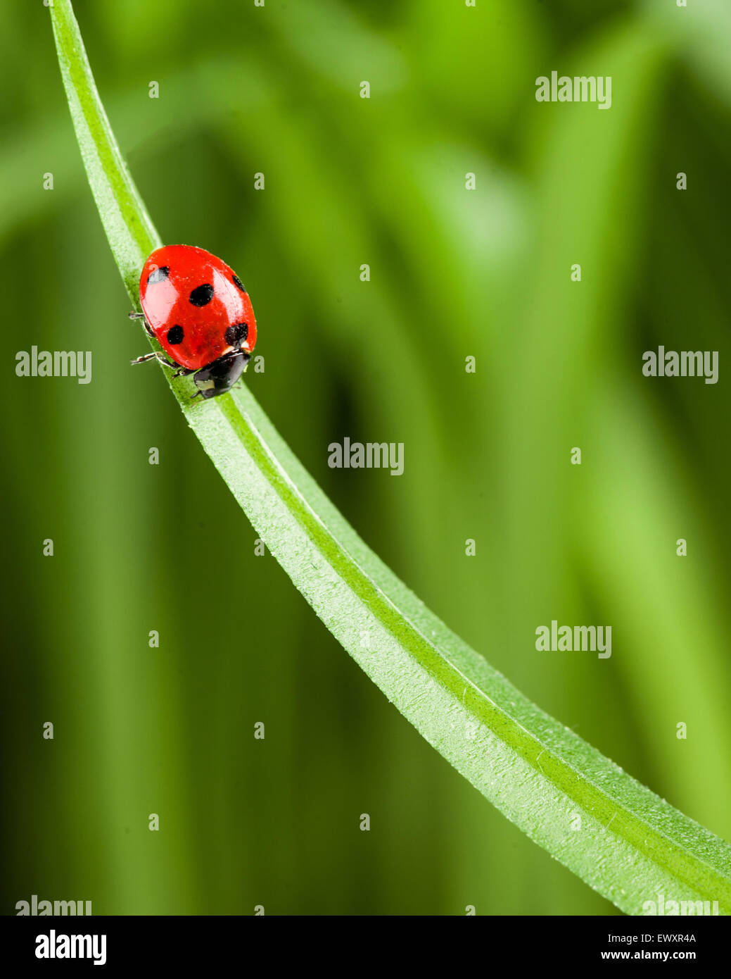 Ladybug on Grass Over Green Bachground Stock Photo - Alamy