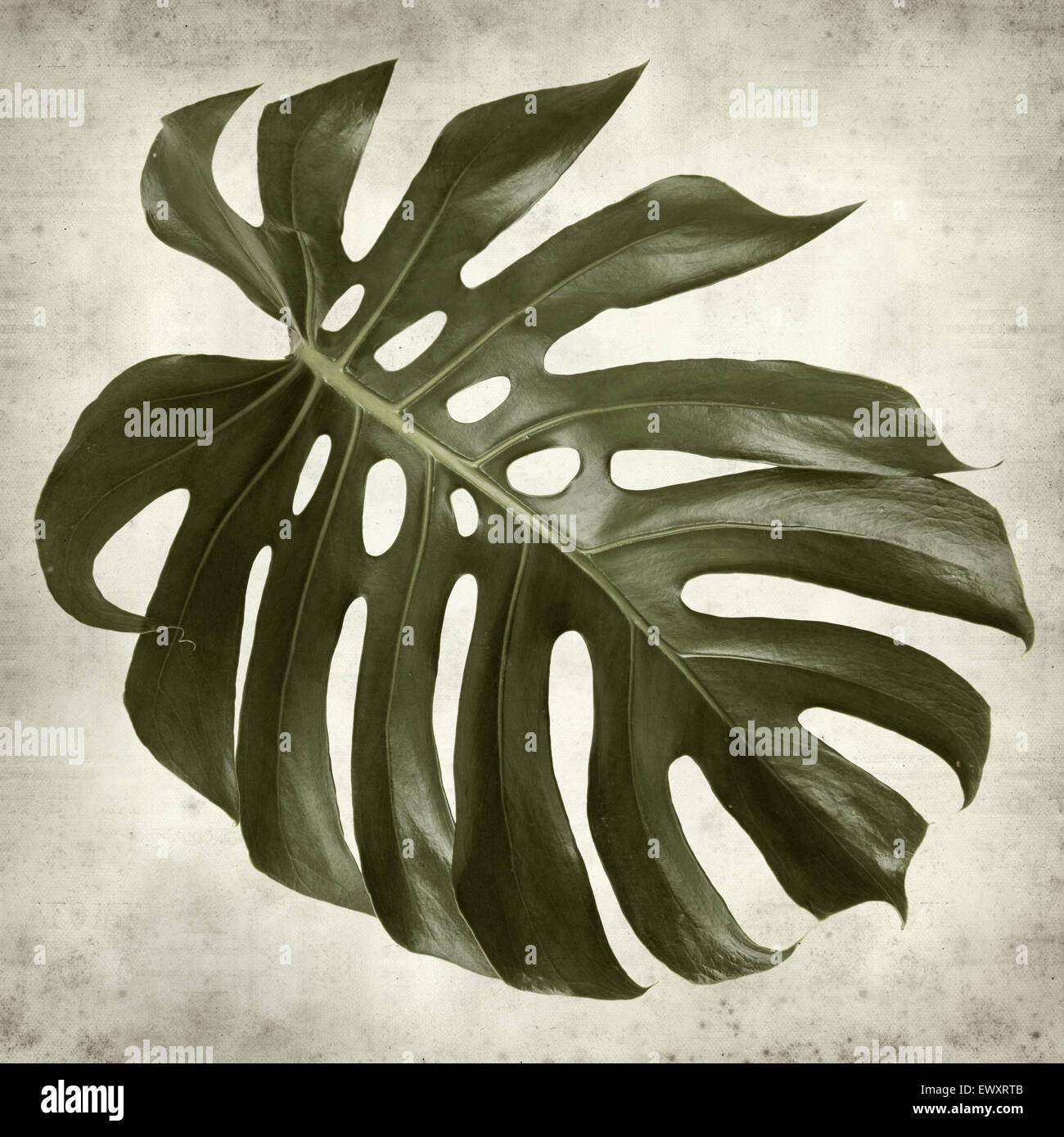textured old paper background with monstera plant leaf Stock Photo - Alamy