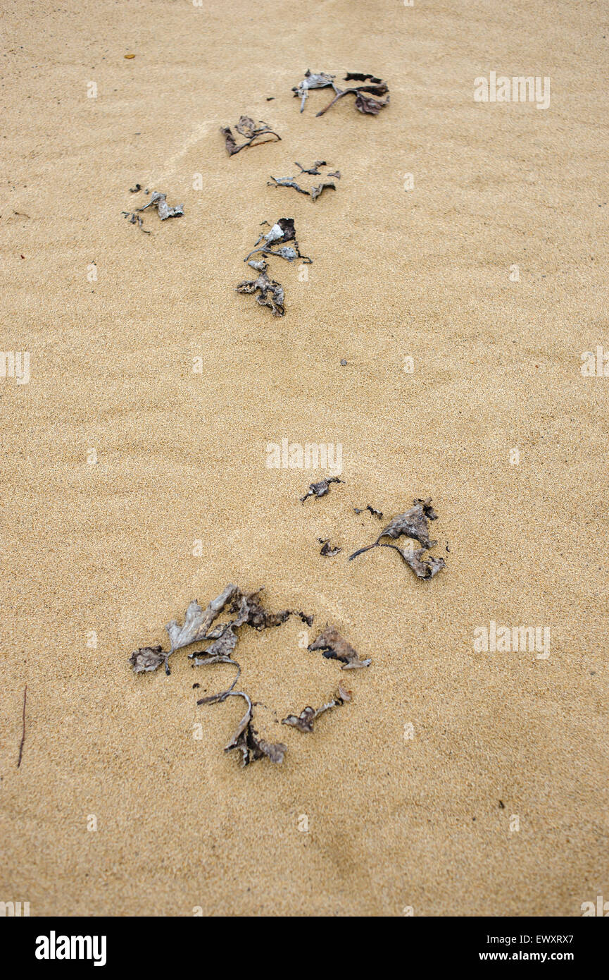 sand beach of the river. close up background Stock Photo - Alamy