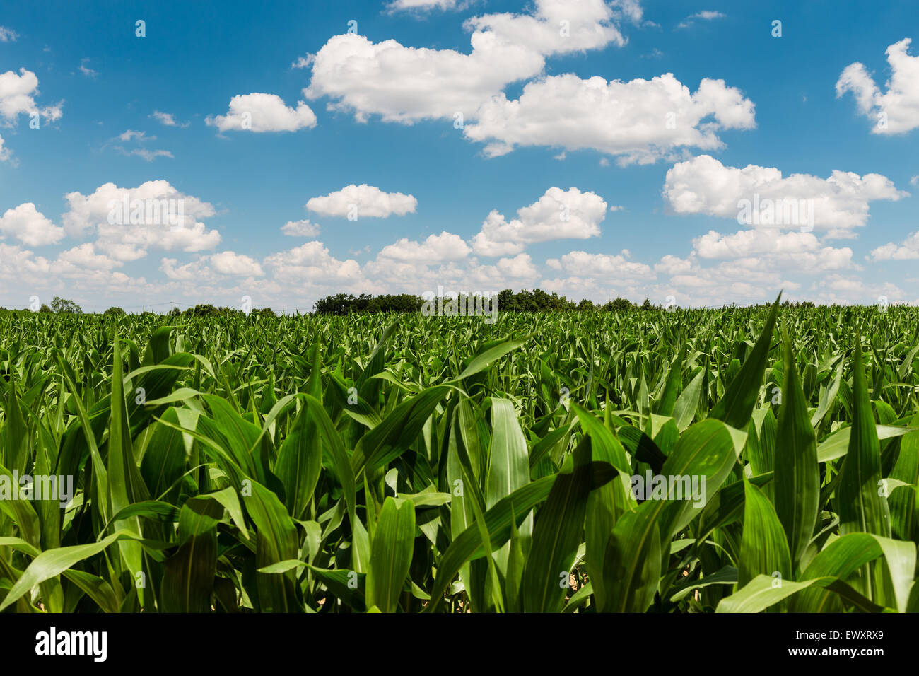 Corn field blue sky Stock Photo - Alamy