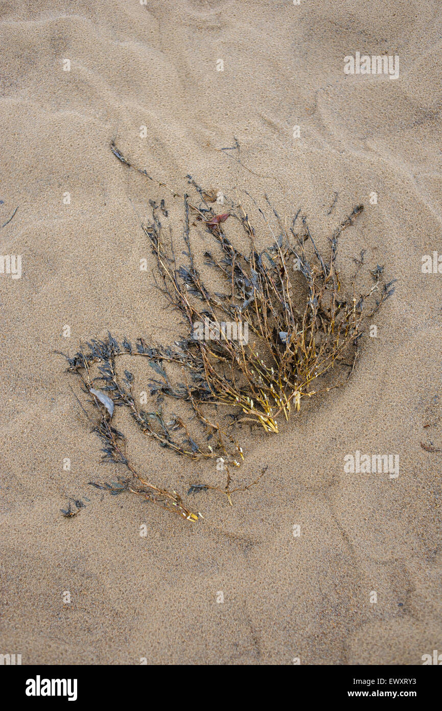 sand beach of the river. close up background Stock Photo - Alamy