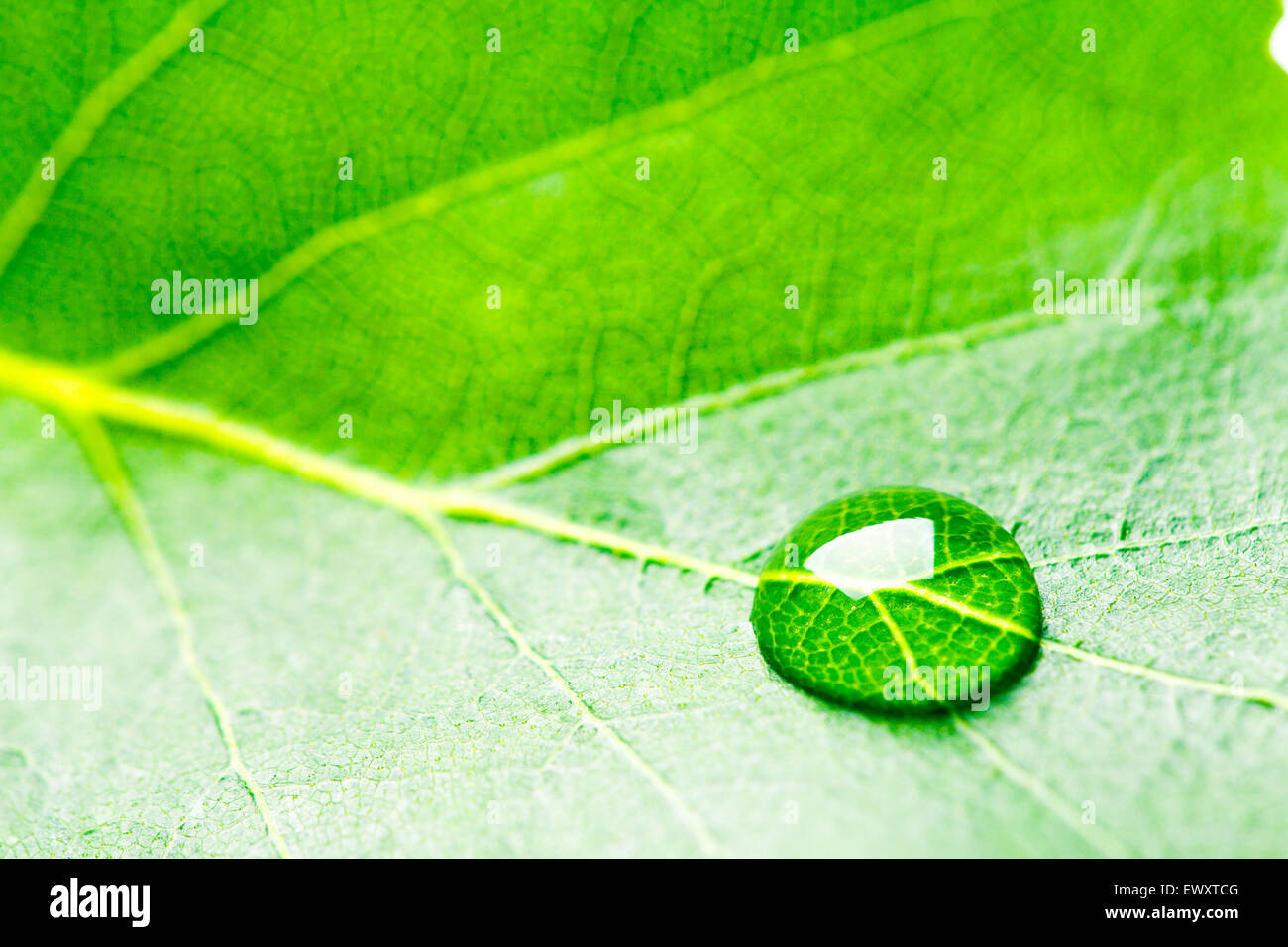 Water drop on leaf Stock Photo - Alamy