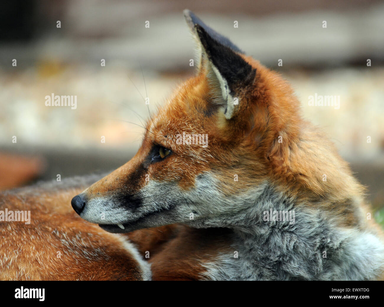An urban fox relaxes on a lawn at Portchester, Hants Stock Photo - Alamy