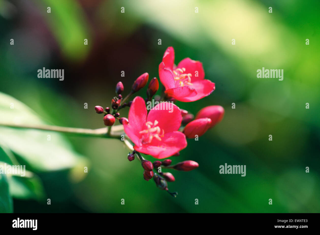 Nigeria's garden flower spaces seen in Abuja near airport road Stock ...