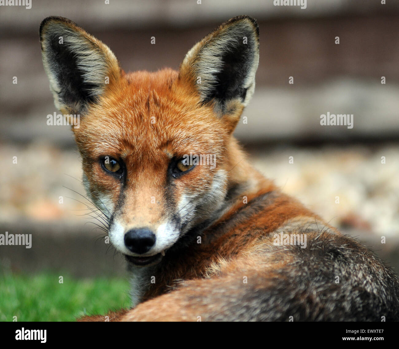 An urban fox relaxes on a lawn at Portchester, Hants Stock Photo - Alamy