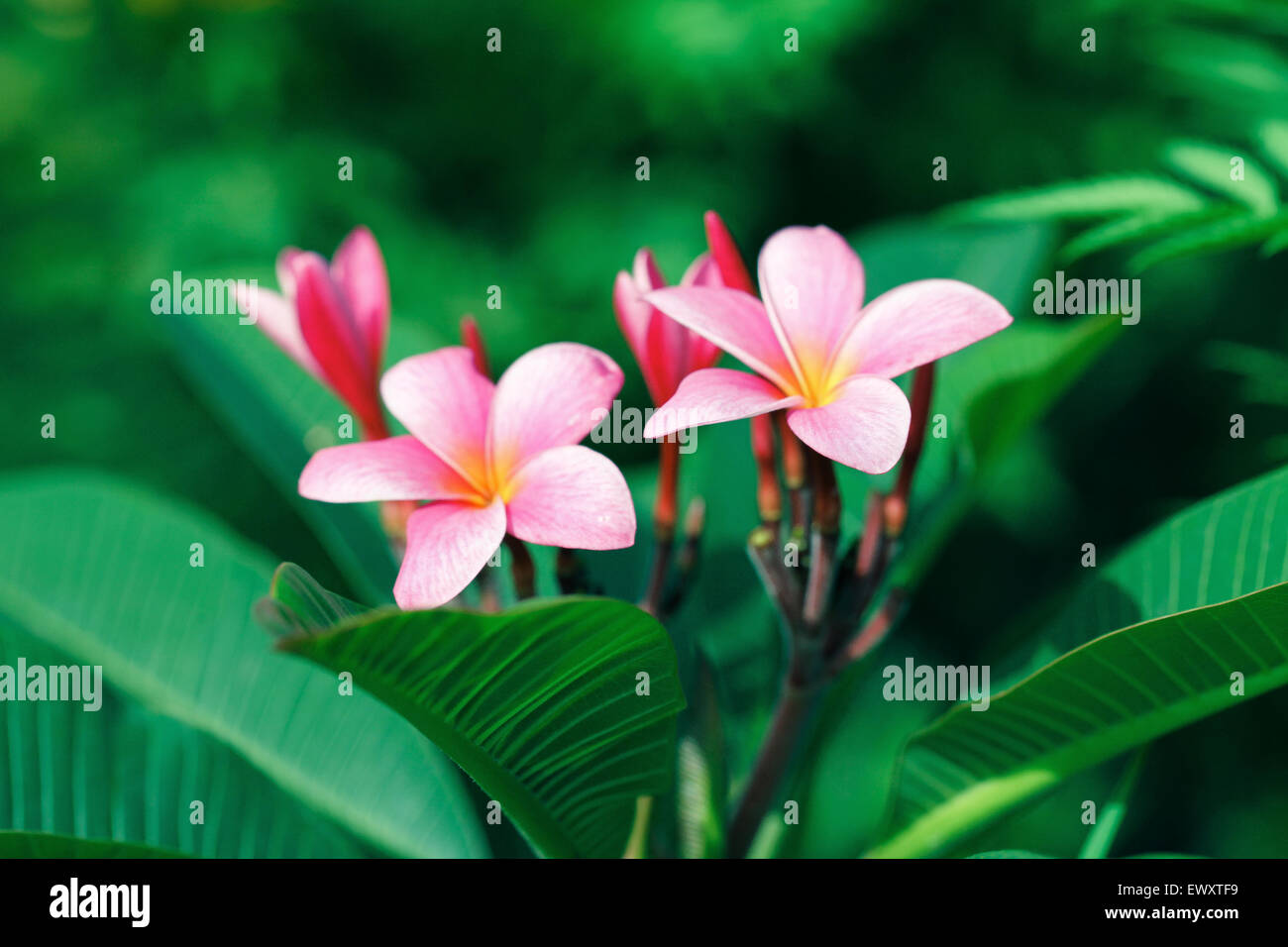 Nigeria's garden flower spaces seen in Abuja near airport road Stock ...