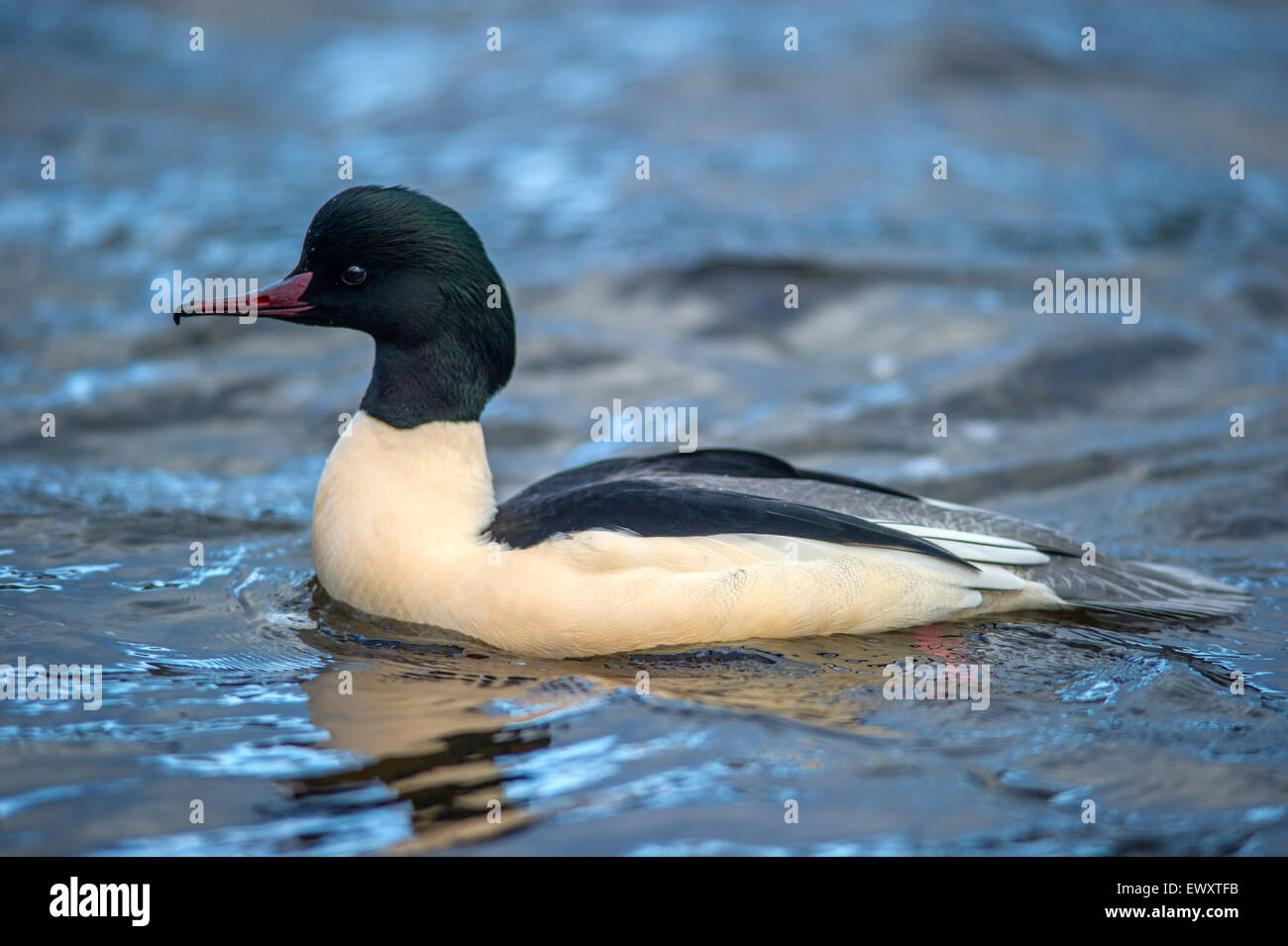 Goosander hi-res stock photography and images - Alamy