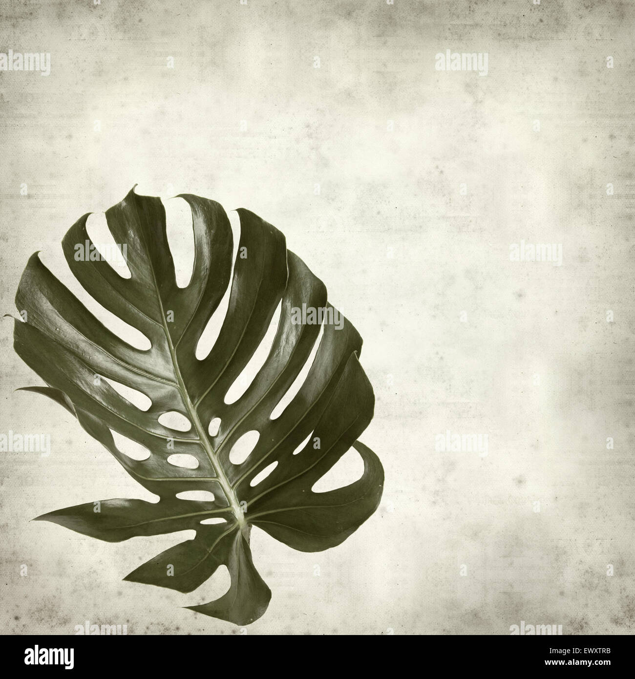 textured old paper background with monstera plant leaf Stock Photo - Alamy