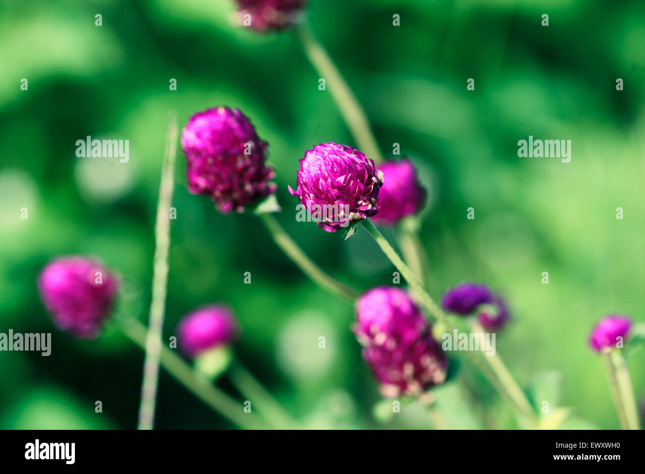Nigeria's garden flower spaces seen in Abuja near airport road Stock ...