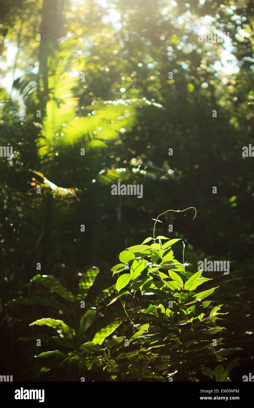 Small plant growing in rainforest Stock Photo - Alamy