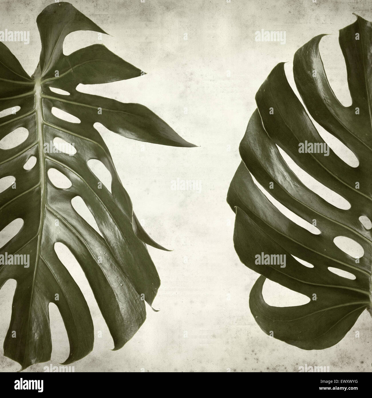 textured old paper background with monstera plant leaf Stock Photo - Alamy