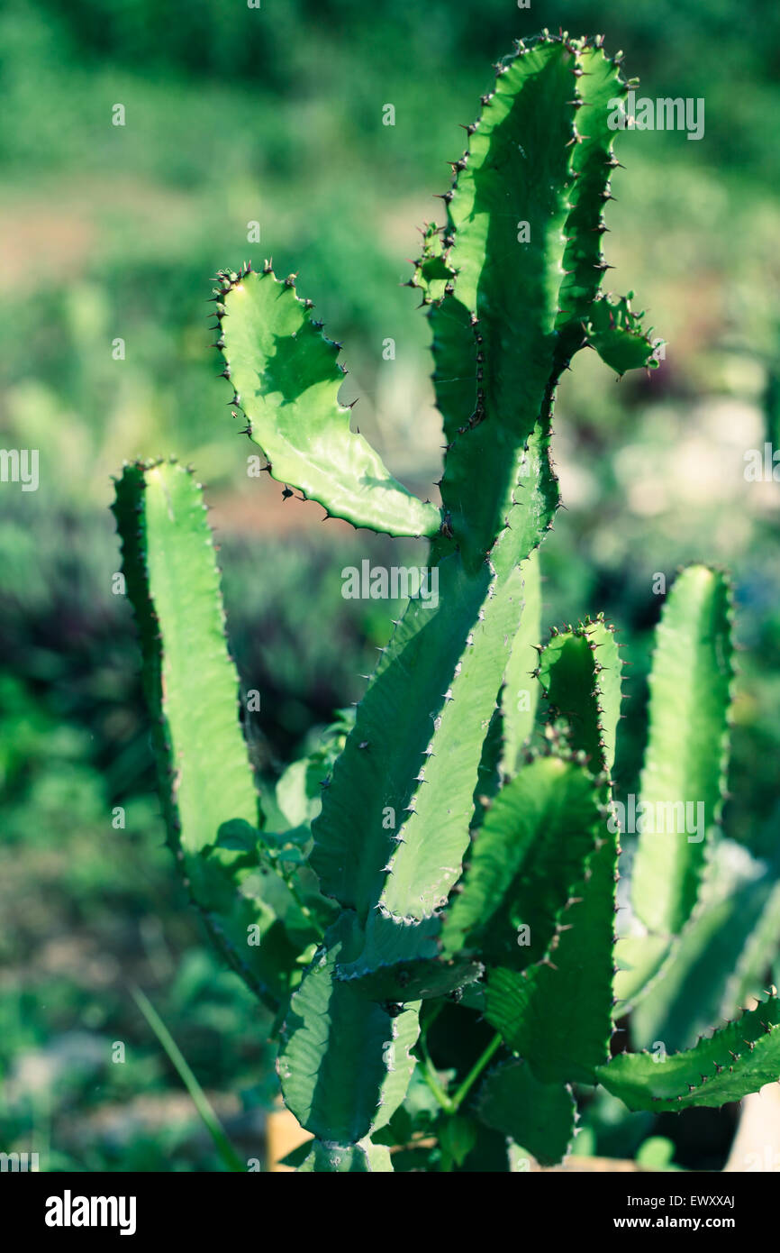 Nigeria's garden flower spaces seen in Abuja near airport road Stock ...