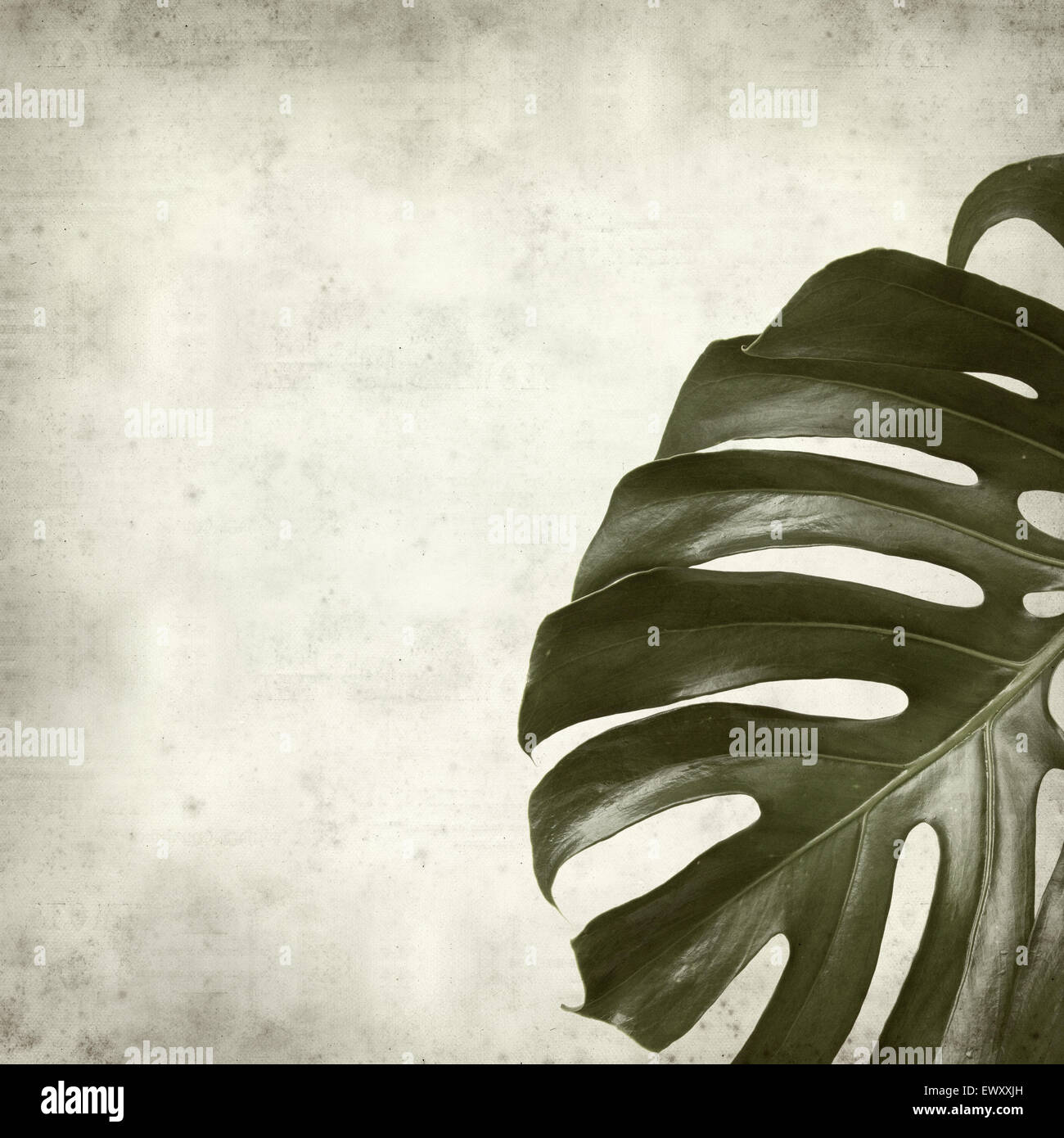 textured old paper background with monstera plant leaf Stock Photo - Alamy