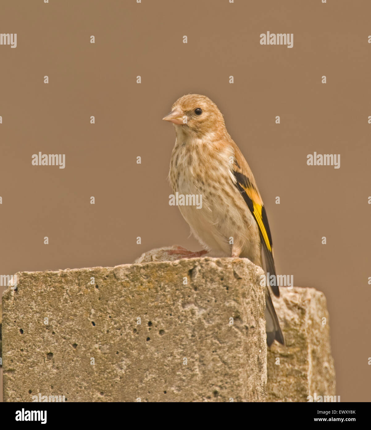 Young finches hi-res stock photography and images - Alamy