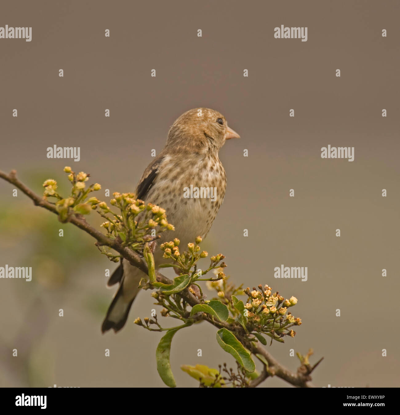 Young finches hi-res stock photography and images - Alamy