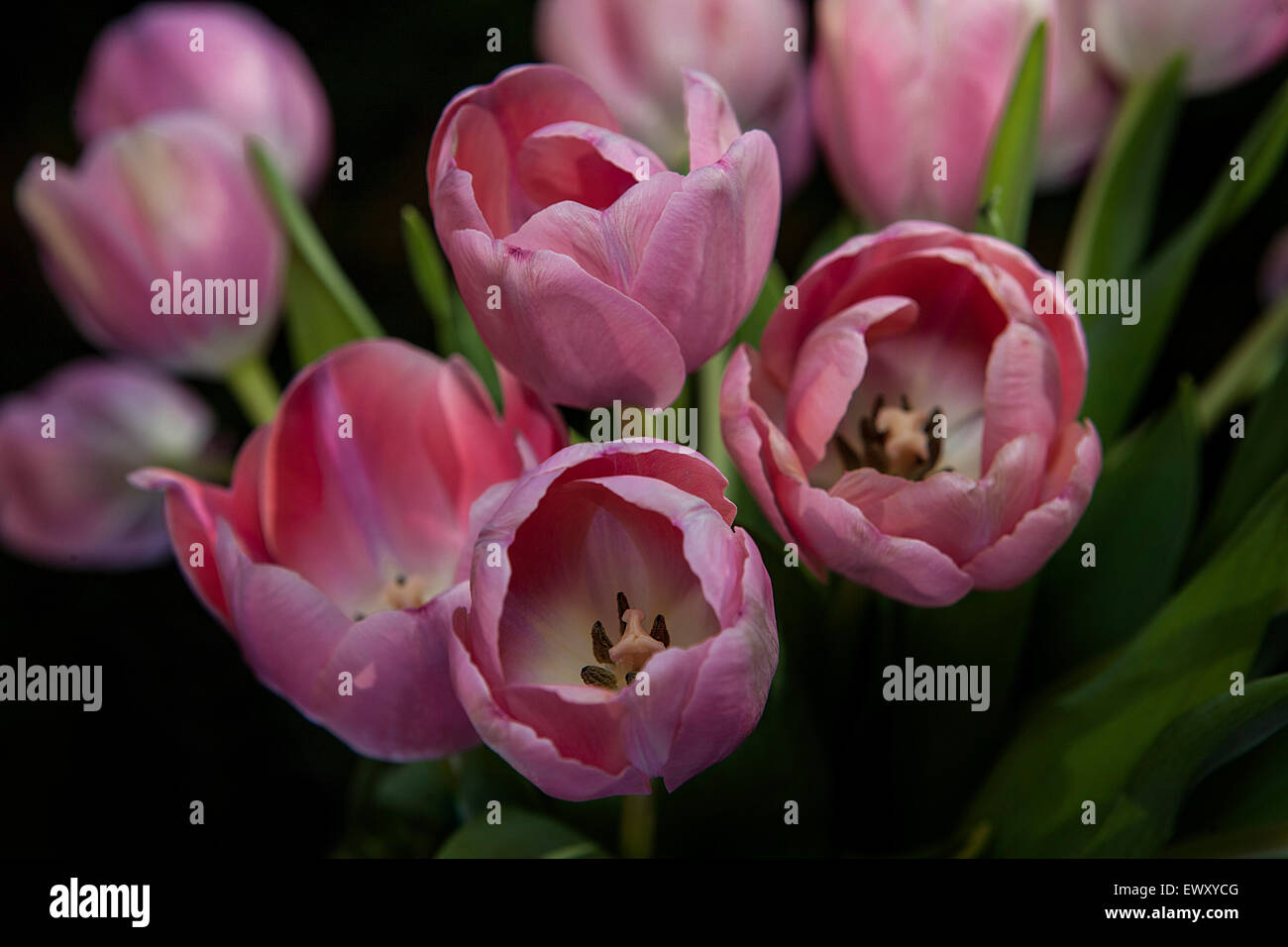 Rainbow of tulips hi-res stock photography and images - Alamy