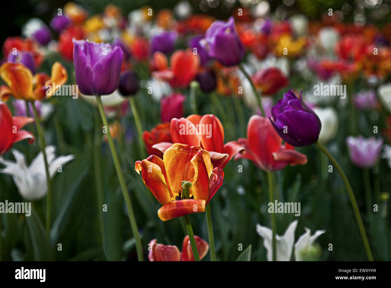 Rainbow of tulips hi-res stock photography and images - Alamy