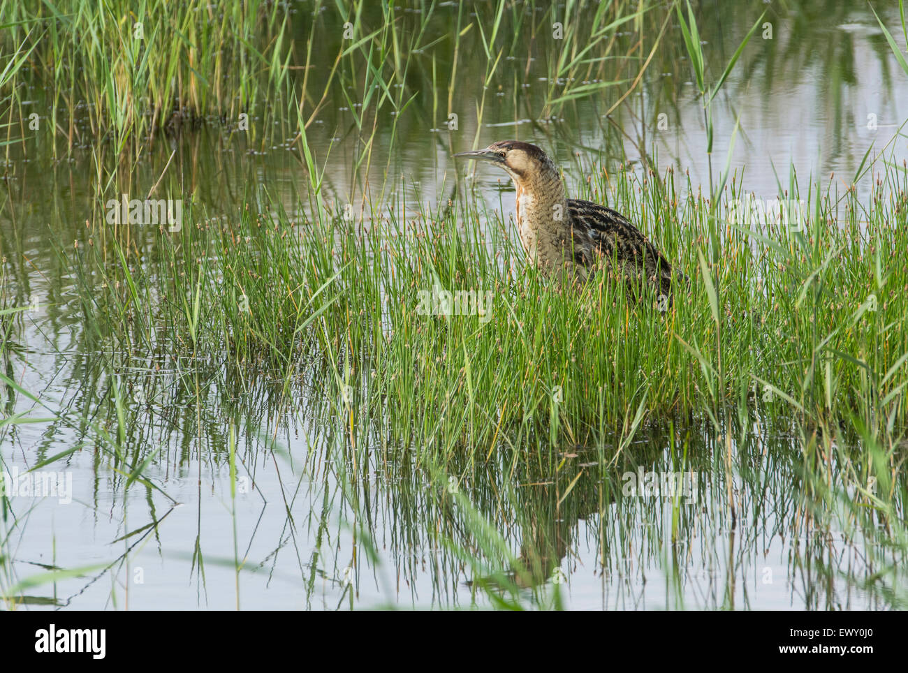 Bittern (Botaurus stellaris) photographed from the Bittern Hide at RSPB ...