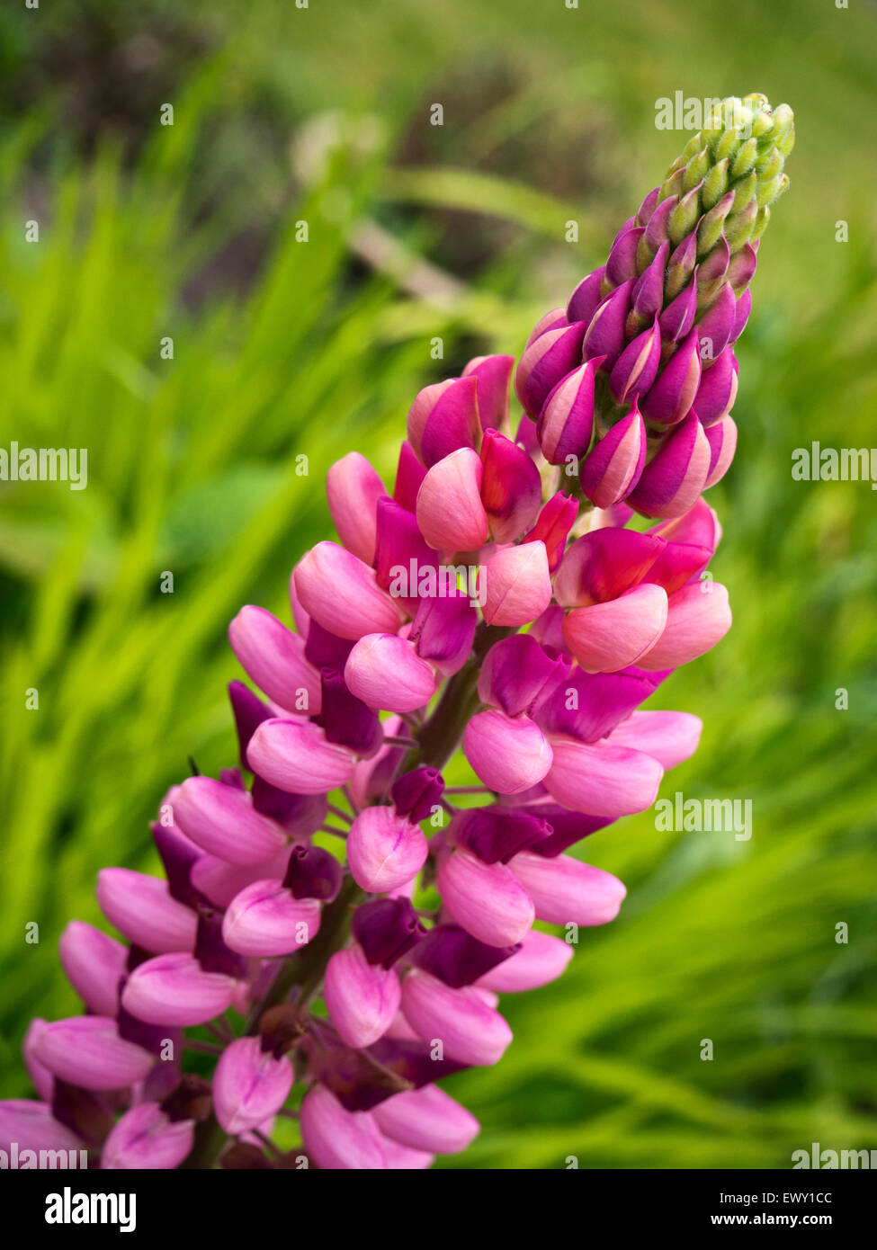 Lupin flower spike hi-res stock photography and images - Alamy