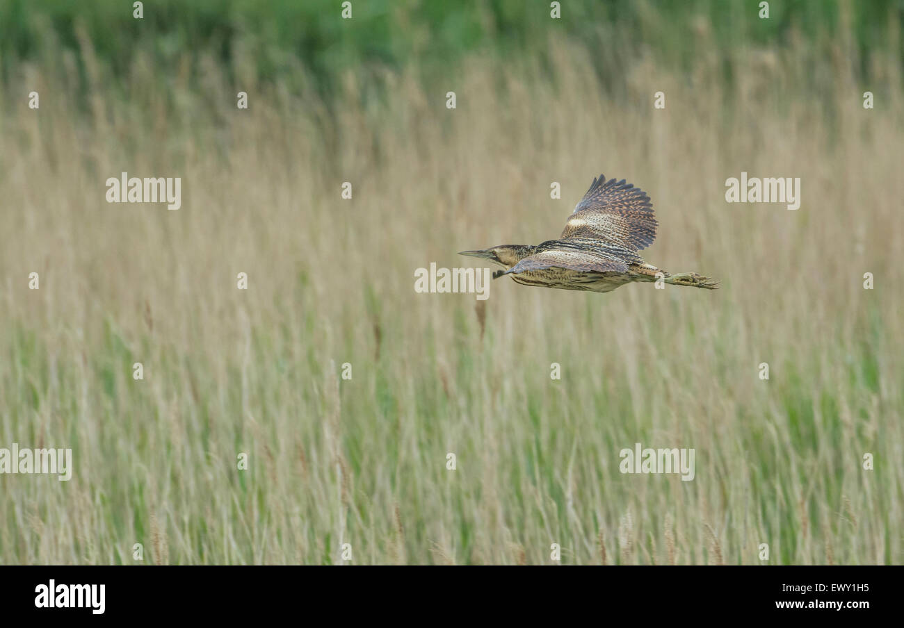 Bittern (Botaurus stellaris) in flight over a reedbed. Photographed ...