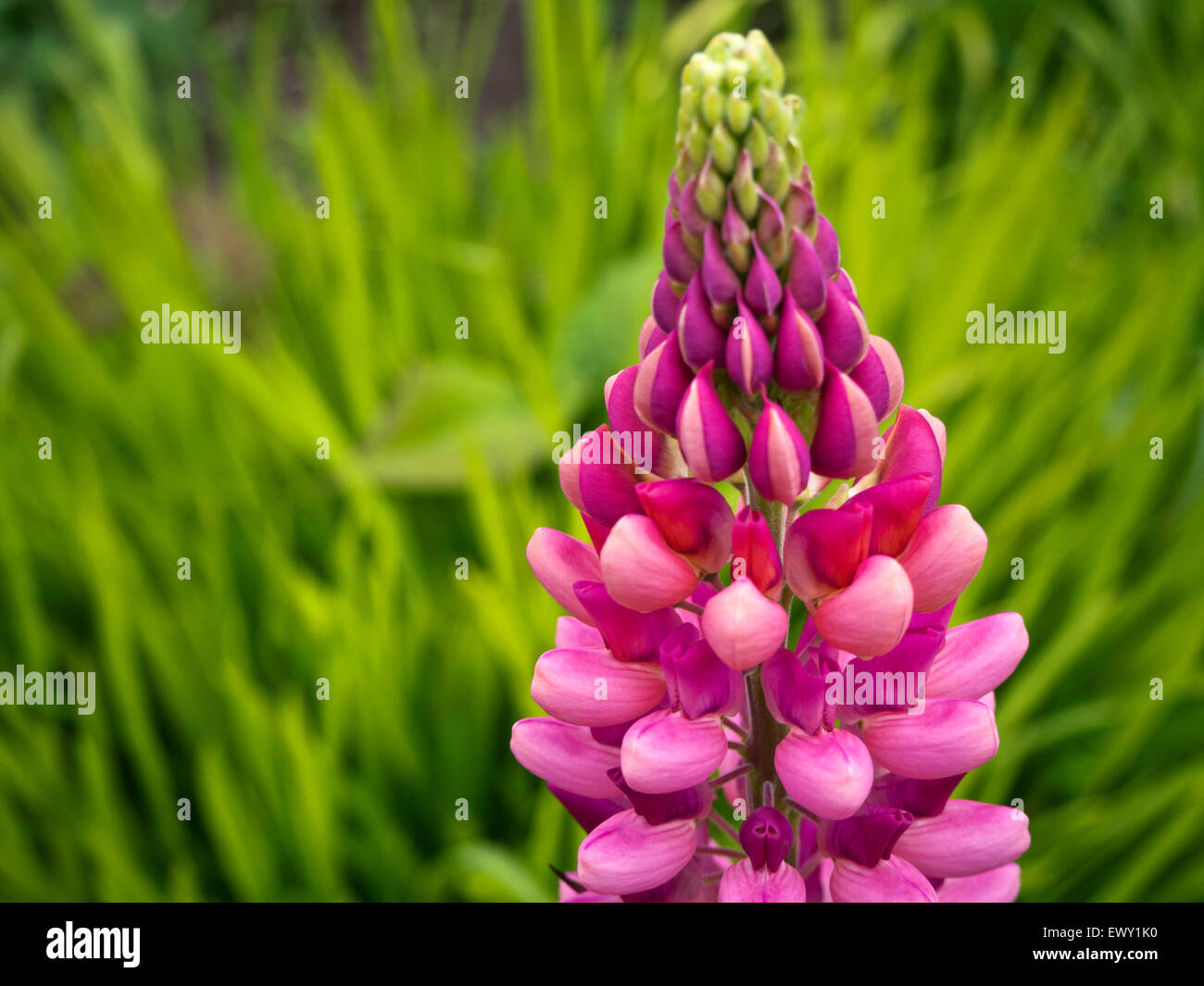 Lupin flower spike hi-res stock photography and images - Alamy