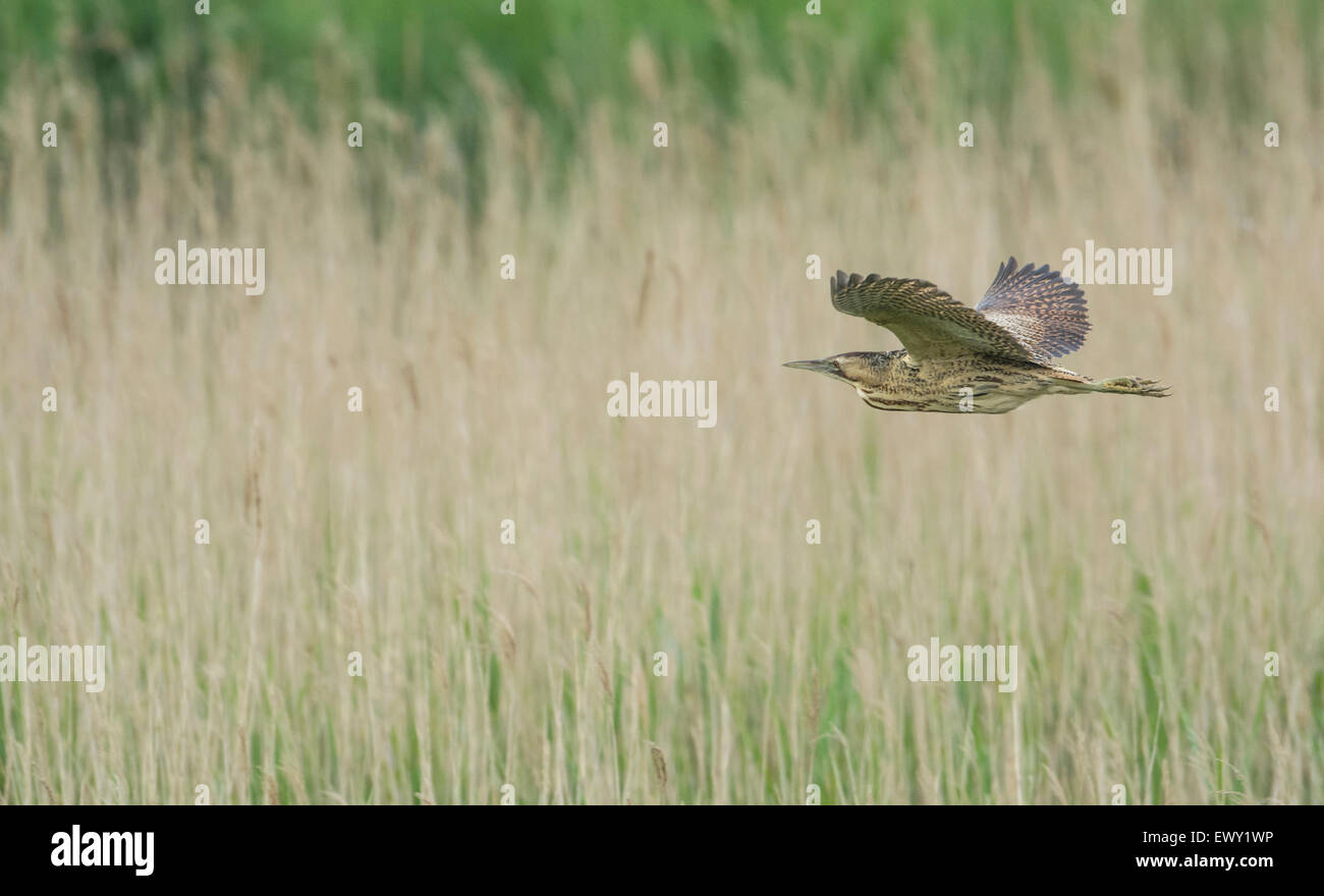 Bittern (Botaurus stellaris) in flight over a reed bed. Photographed ...