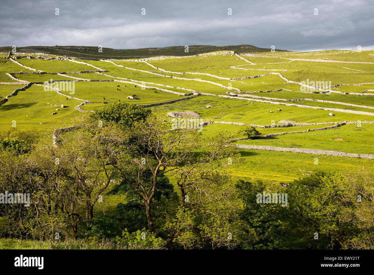 Fields and dry stonewalls, Malham, Yorkshire Dales national park ...